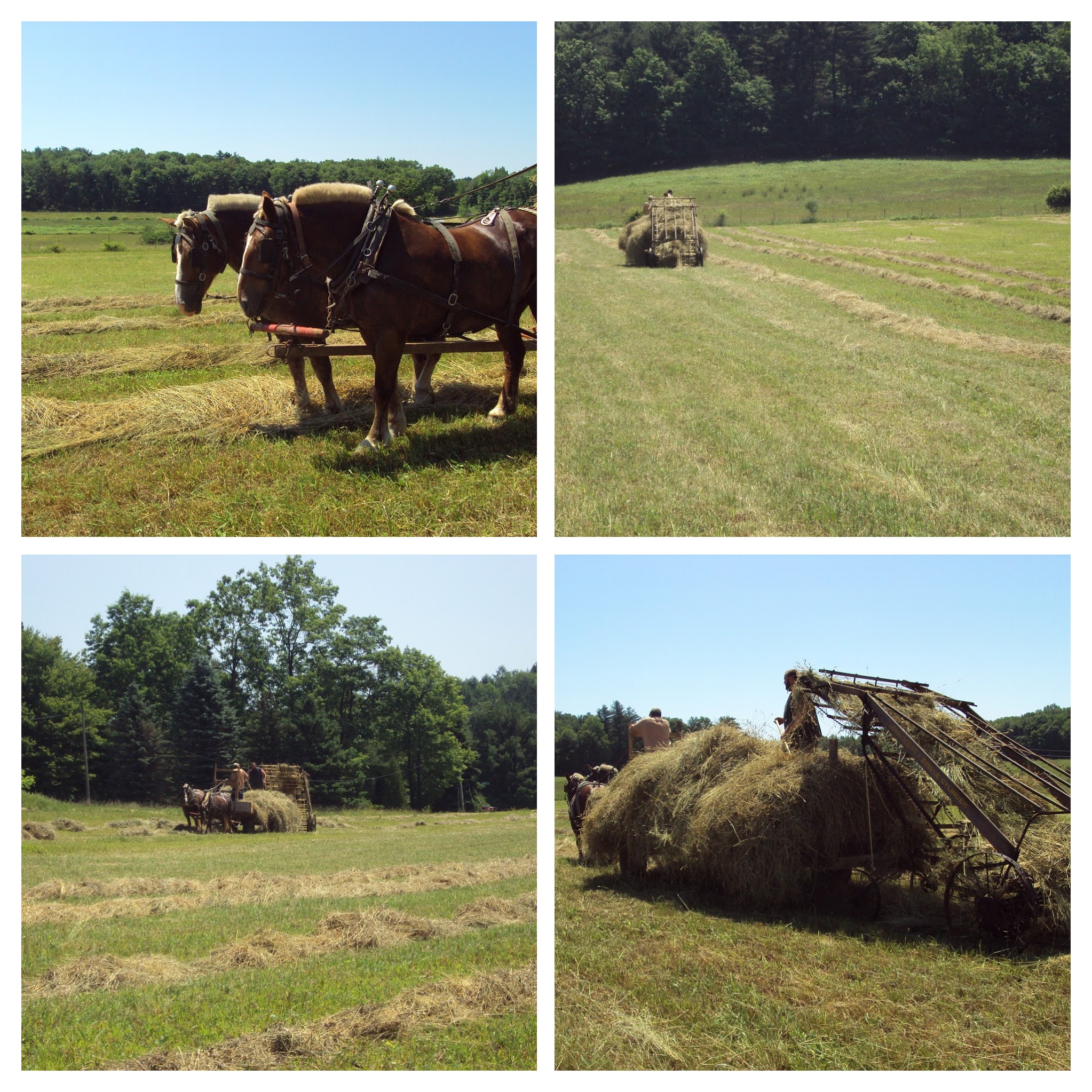 Are You Amish? Why We Farm With Draft Animal Power - Homestead Hustle
