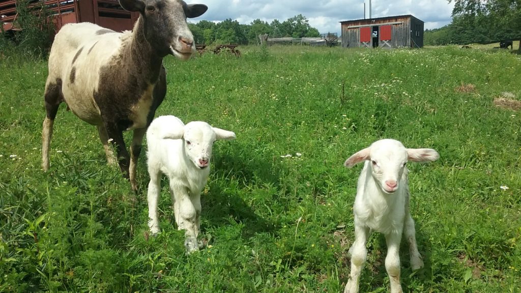 Heritage Breeds- What They Are, Why They Matter - Homestead Hustle