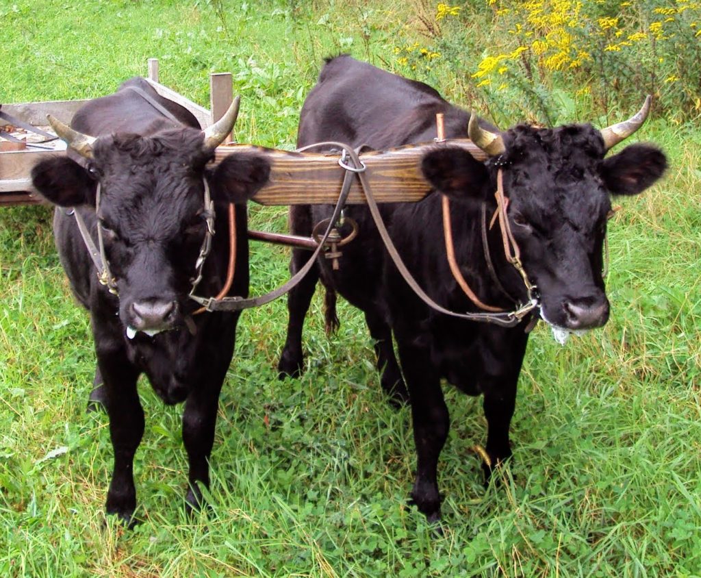 Heritage Breeds- What They Are, Why They Matter - Homestead Hustle