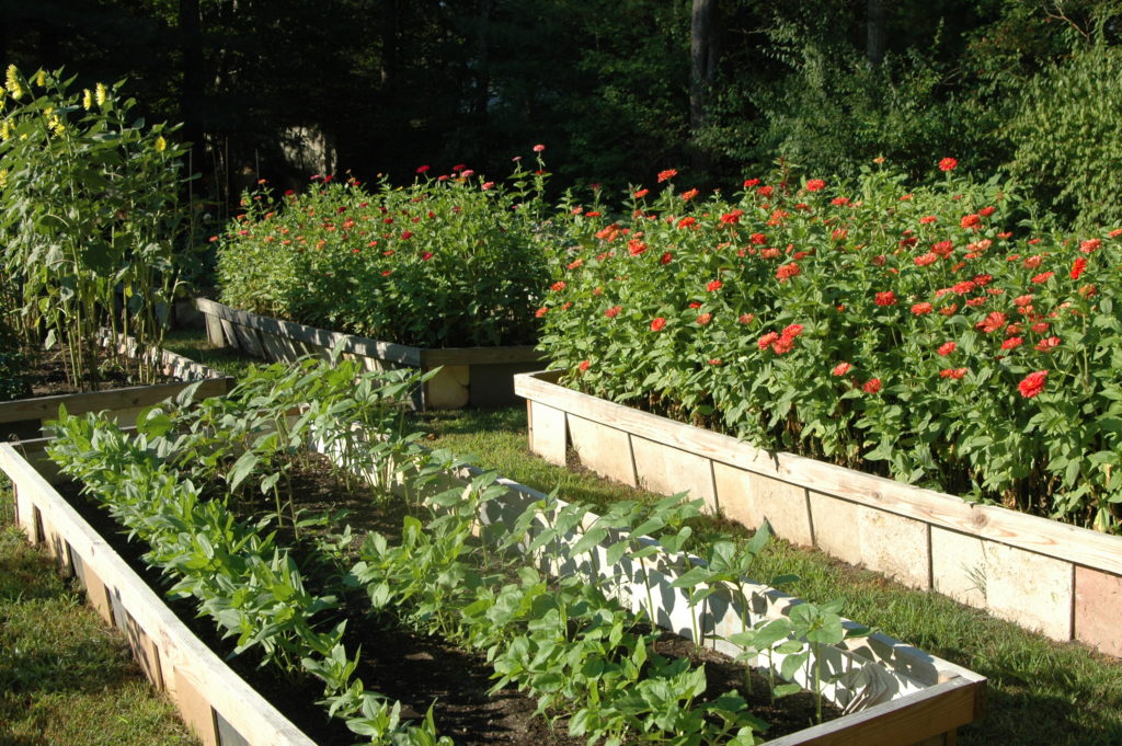 Start Your Backyard Flower Farm - Homestead Hustle