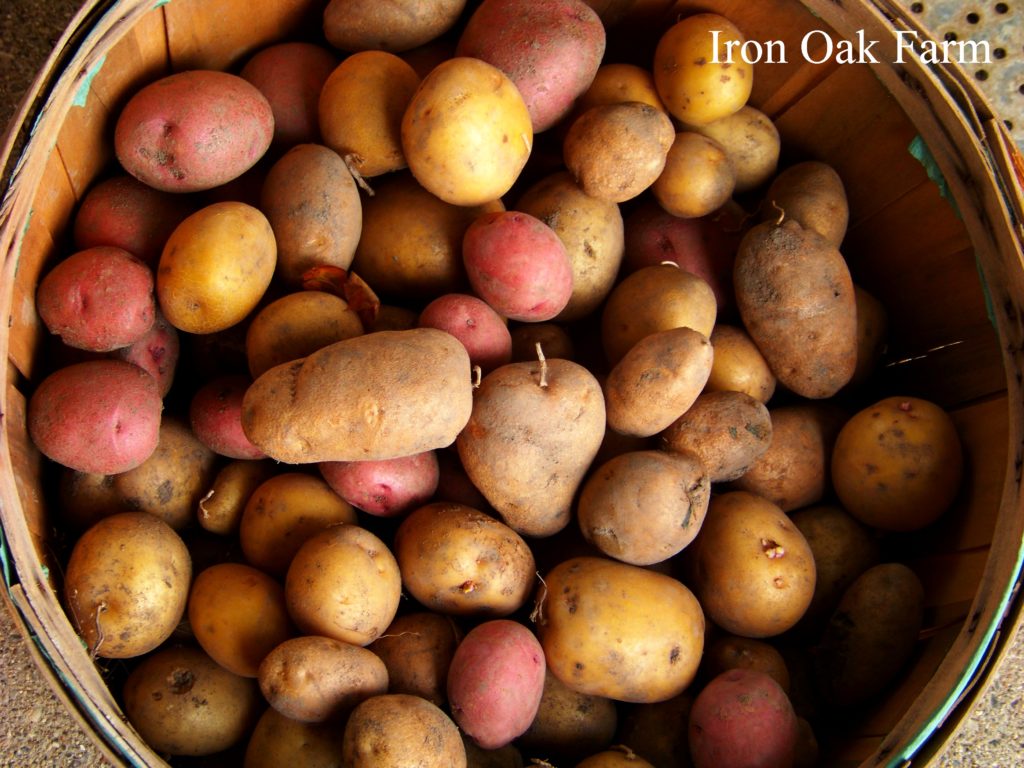 Photography for Homestead Products - Homestead Hustle