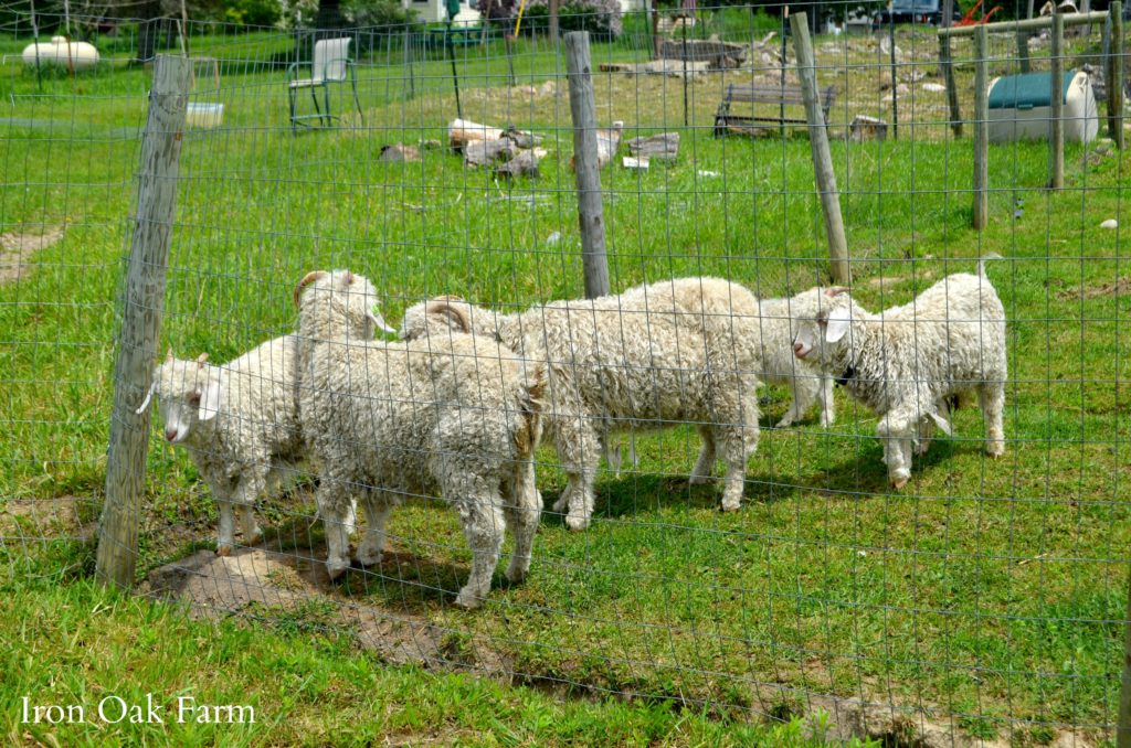 Making Money with Angora Goats, Part 1 - Homestead Hustle