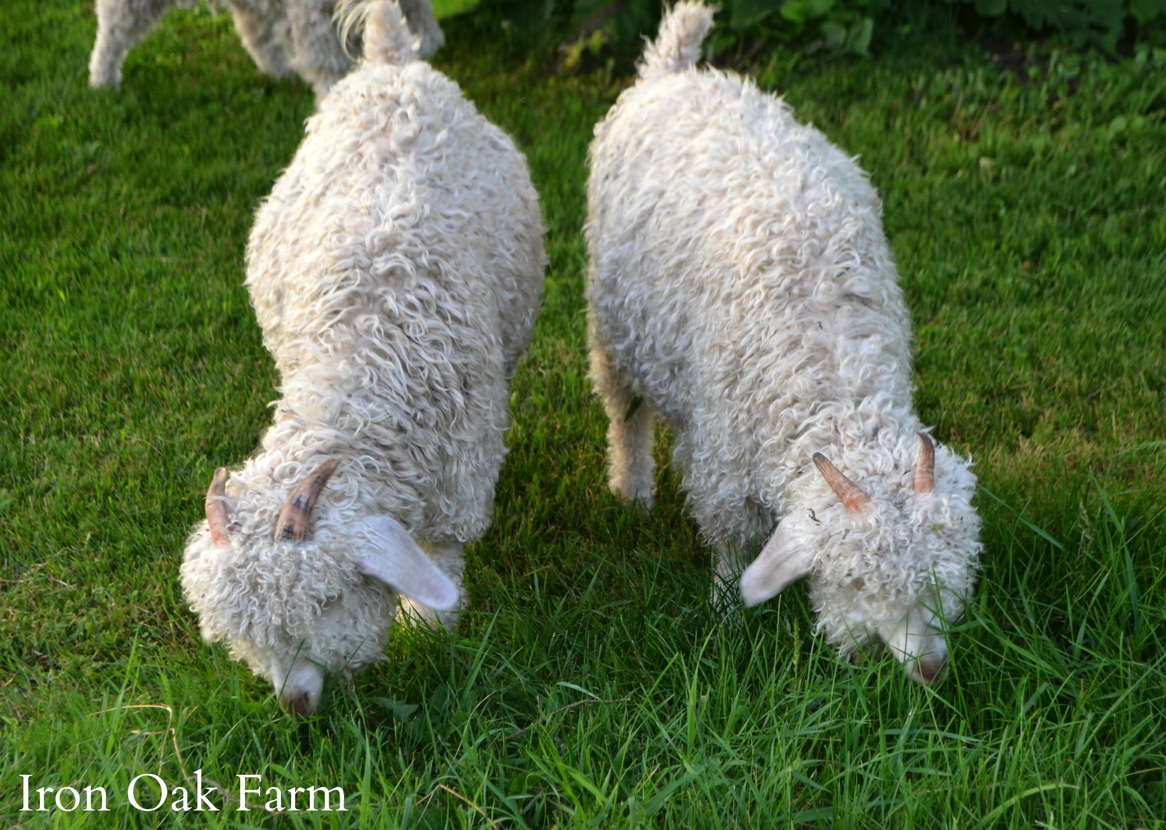 Making Money with Angora Goats, Part 1 - Homestead Hustle