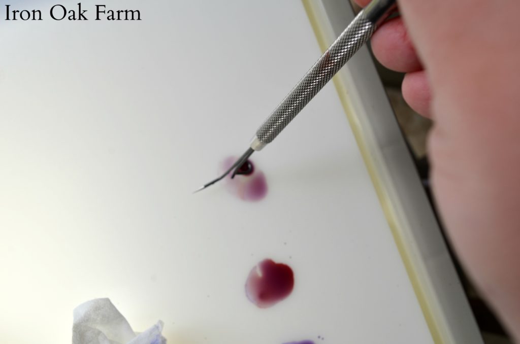 Save Money by Testing Your Flock for Pullorum - Homestead Hustle