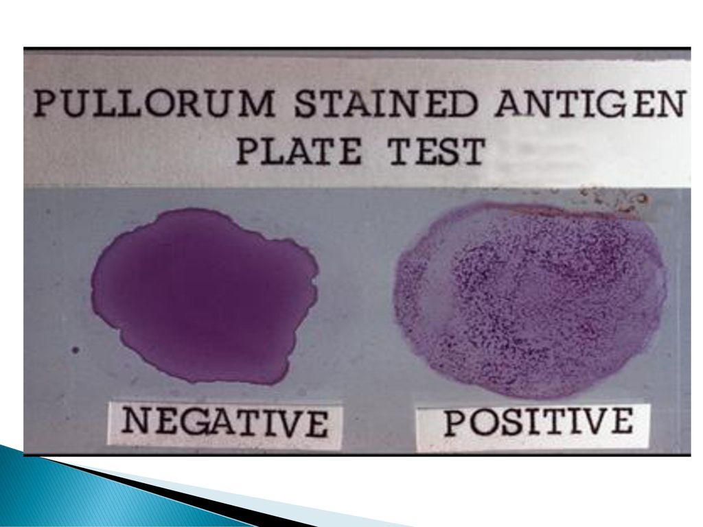 Save Money by Testing Your Flock for Pullorum - Homestead Hustle