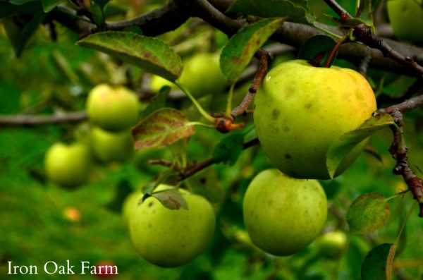 How and Why to Network Your Farm Business - Homestead Hustle