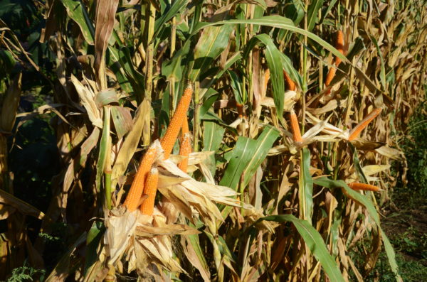 Grow Your Own Popcorn - Homestead Hustle