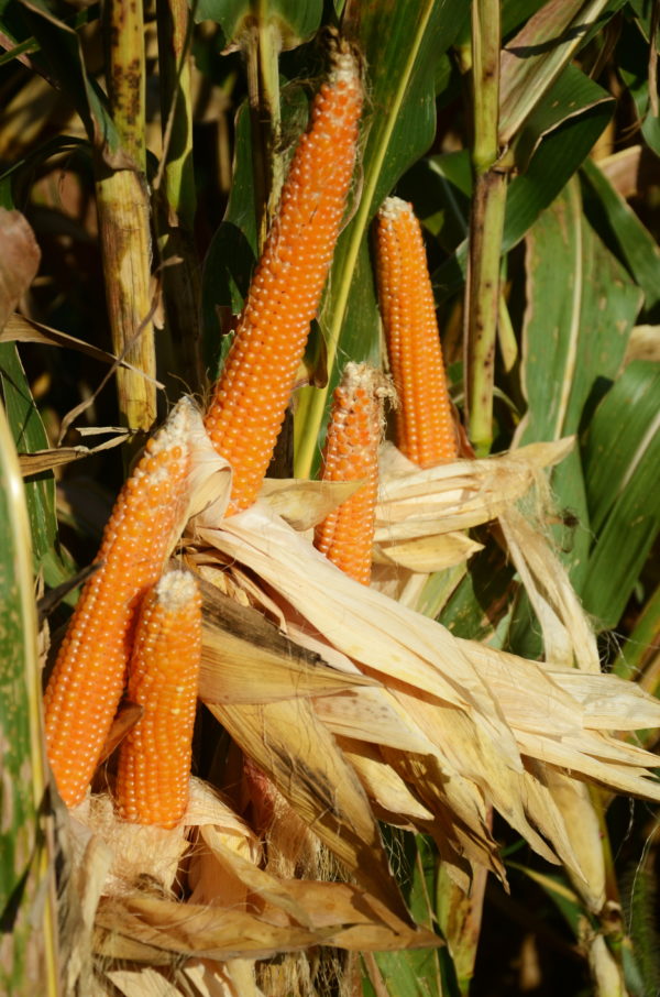 Grow Your Own Popcorn - Homestead Hustle