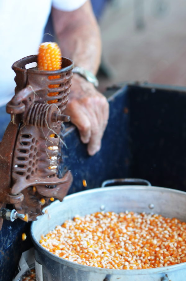 Grow Your Own Popcorn - Homestead Hustle