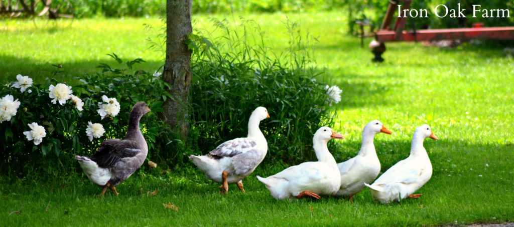 How Geese Can Save You Money on Your Homestead - Homestead Hustle