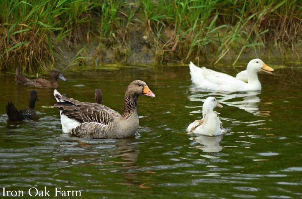 How Geese Can Save You Money on Your Homestead - Homestead Hustle