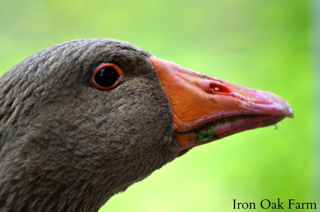 How Geese Can Save You Money on Your Homestead - Homestead Hustle