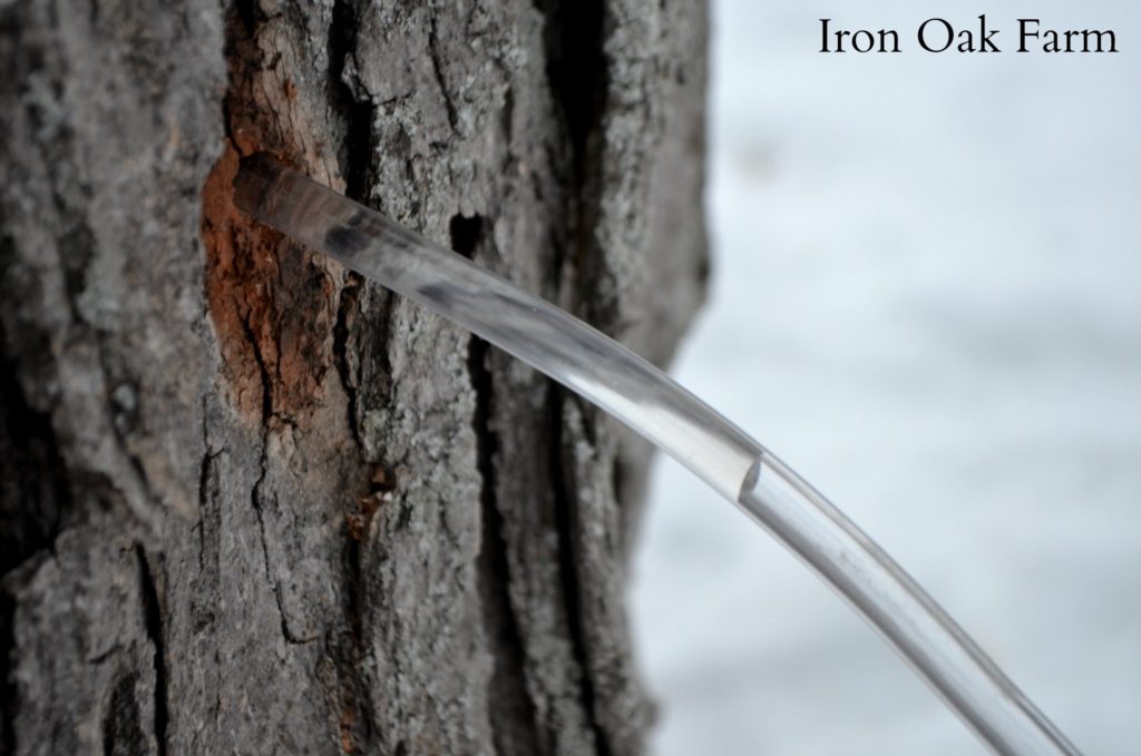 Making Money with Maple Syrup - Homestead Hustle
